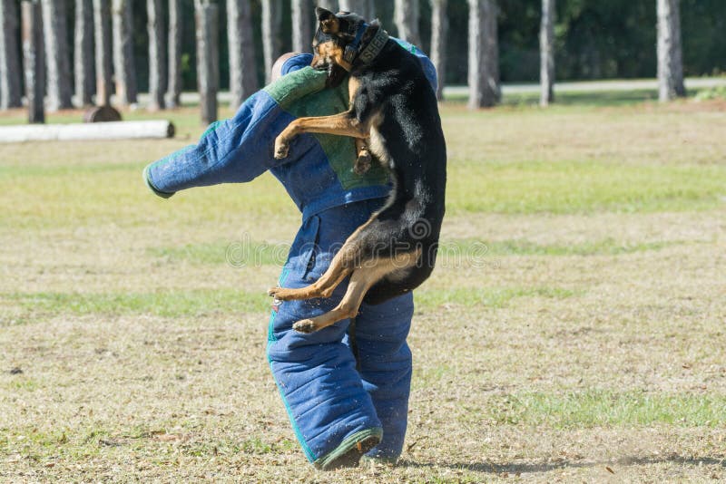 German Shepherd Doing Bite Work for Police Training Stock Photo - Image ...