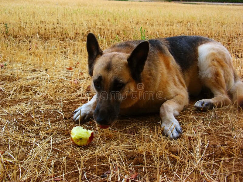 Can Dogs Eat Apples From A Trees