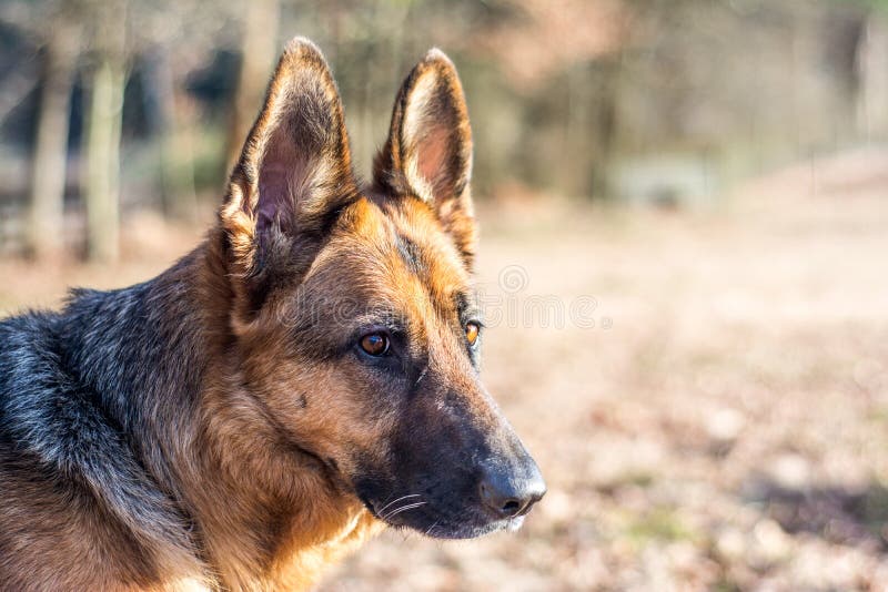 German Shepherd on the Fall Foliage Stock Image - Image of mammal ...