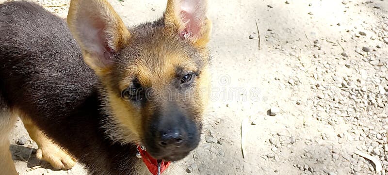 German Shepherd Female Innocent Puppy Stock Image - Image of nose ...