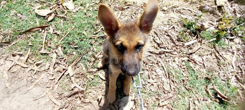 German Shepherd Female Puppy Cute Innocent Stock Photo - Image of snout ...