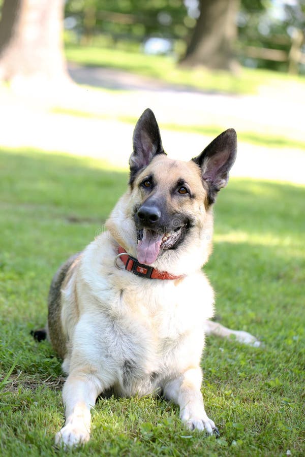 German Shepherd in Field stock image. Image of field - 29633735