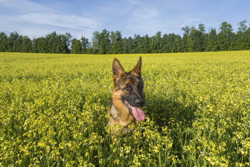German Shepherd on the Field with Blooming Yellow Stock Photo - Image ...