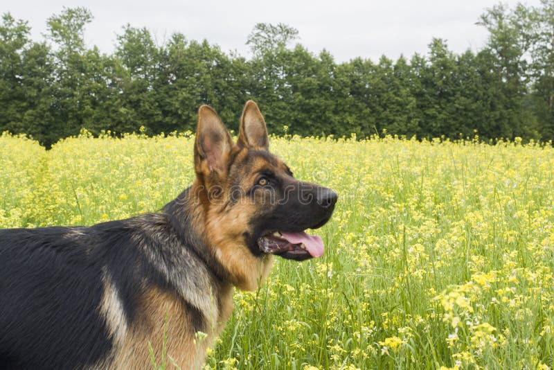 German Shepherd on the Field with Blooming Yellow Stock Photo - Image ...