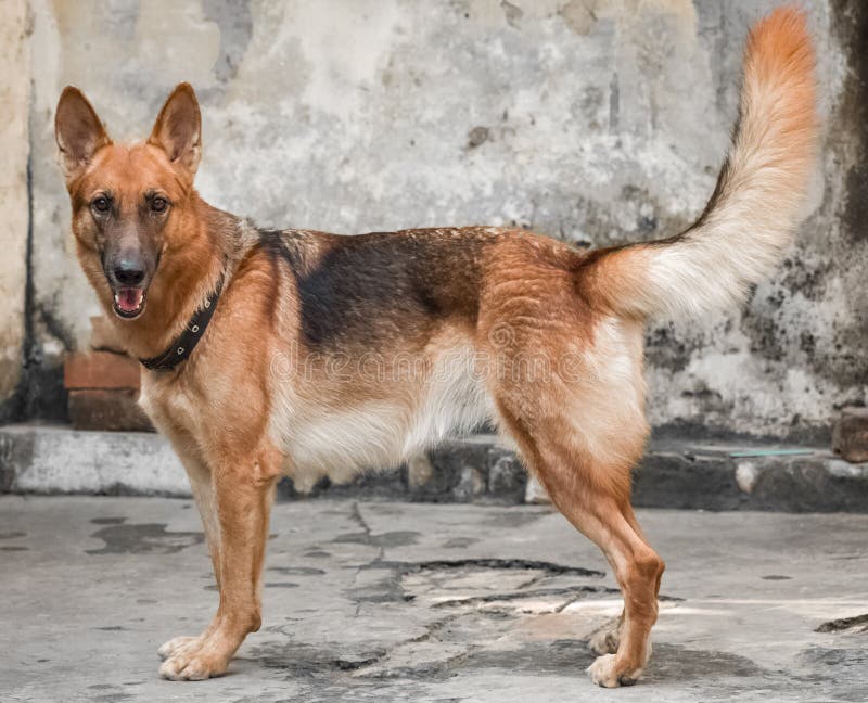 German Shepherd Full Body when he is Active on Cemented Ground Stock ...