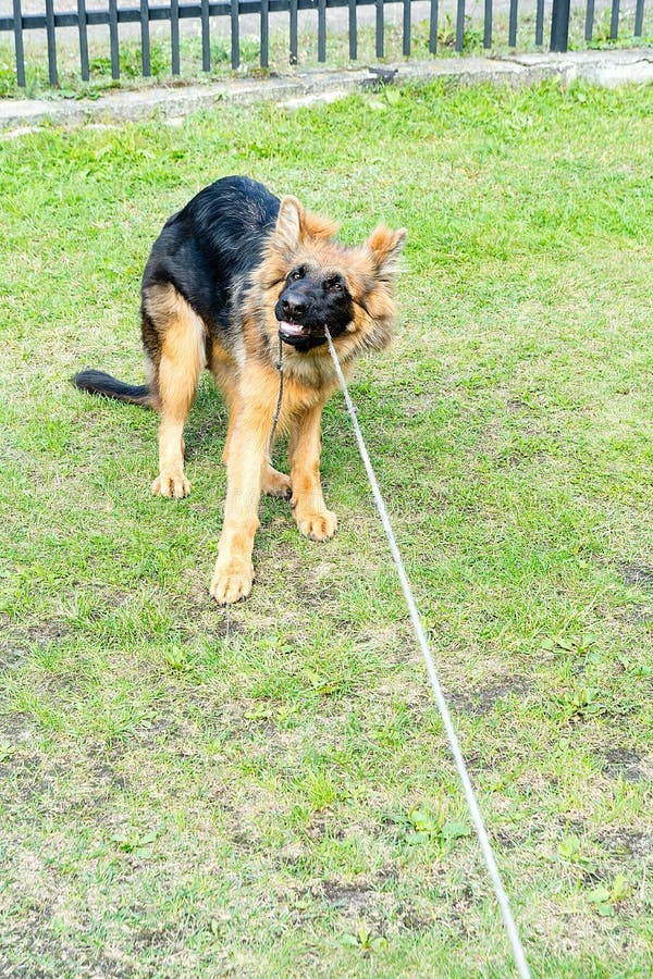 German shepherd stock photo. Image of light, alsatian - 99414786