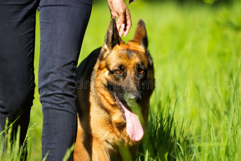 German Shepherd goes stock image. Image of animal, friendly - 93052717