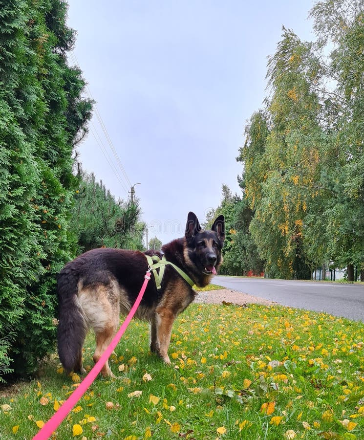 German Shepherd Goes for a Walk Stock Image - Image of flower, shepherd ...