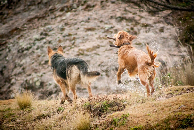German Shepherd Puppy Playing Fetch Stock Photos - Free & Royalty-Free ...