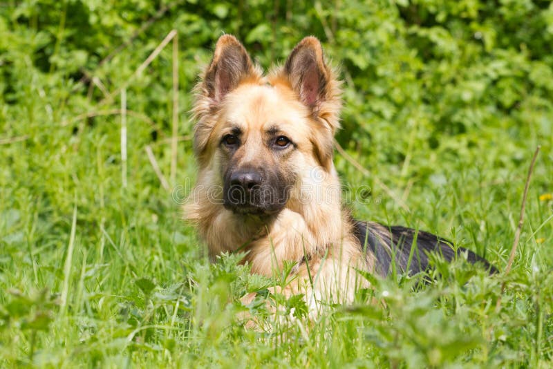 German Shepherd in the Green Stock Photo - Image of familiaris, german ...