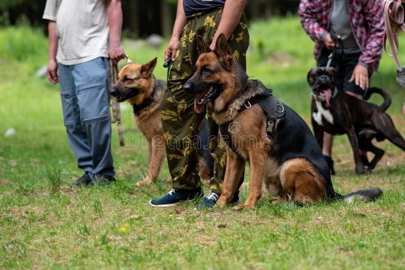 German Shepherd at Group Dog Training. Stock Photo - Image of looking ...