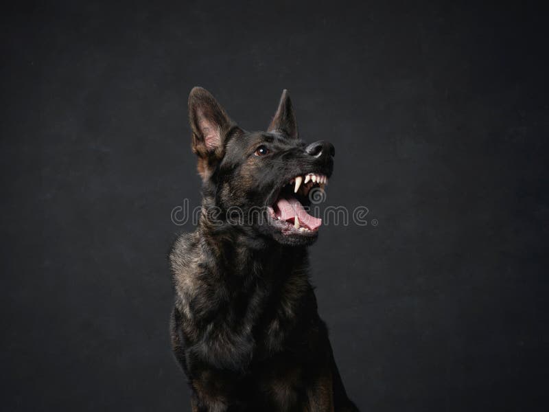 German Shepherd Growling on Black Background Stock Image - Image of ...