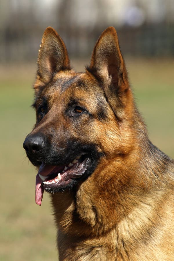 German Sheppard Head German Shepherd Head' Art Print | Art.com