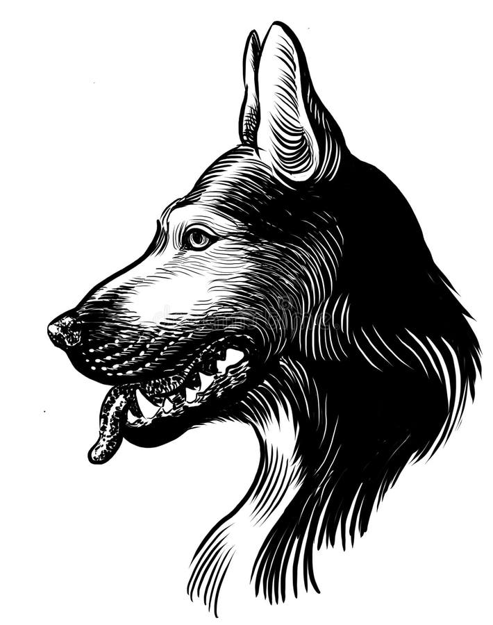 German shepherd head stock illustration. Illustration of drawing ...