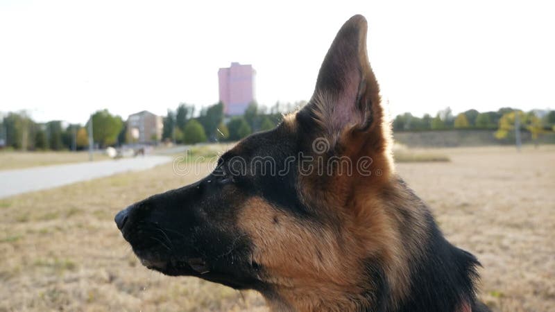 Head of a German Shepherd Dog, Profile, Side View. the Dog in Nature ...