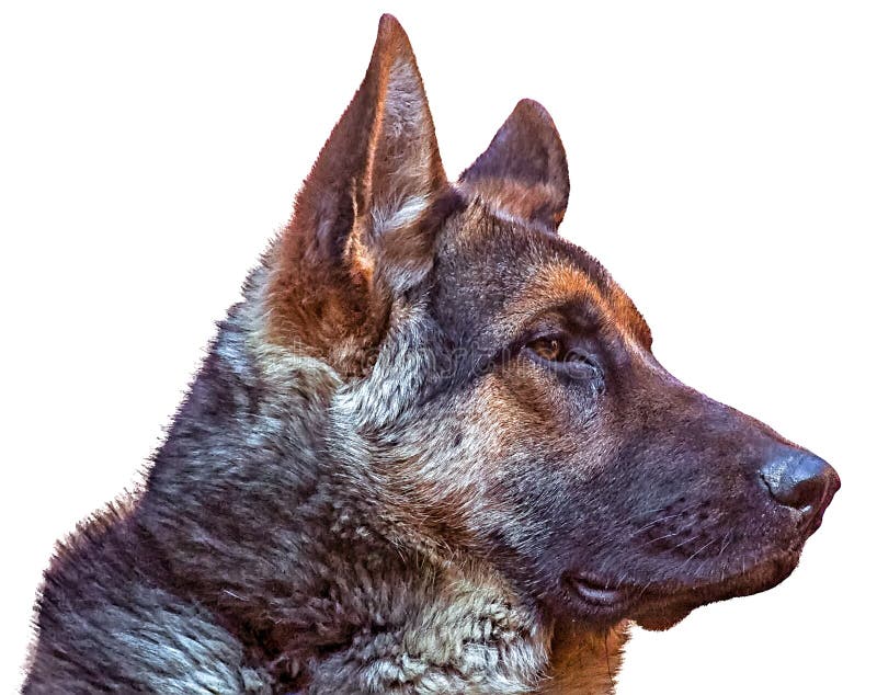 276 German Shepherd Profile View Stock Photos - Free & Royalty-Free ...