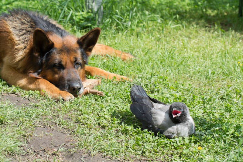 German Shepherd and Hooded Crow Stock Image - Image of happy, little ...