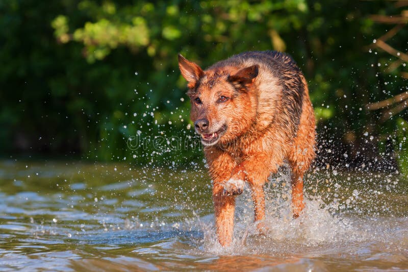 German Shepherd Hybrid Runs through the Water Stock Image - Image of ...