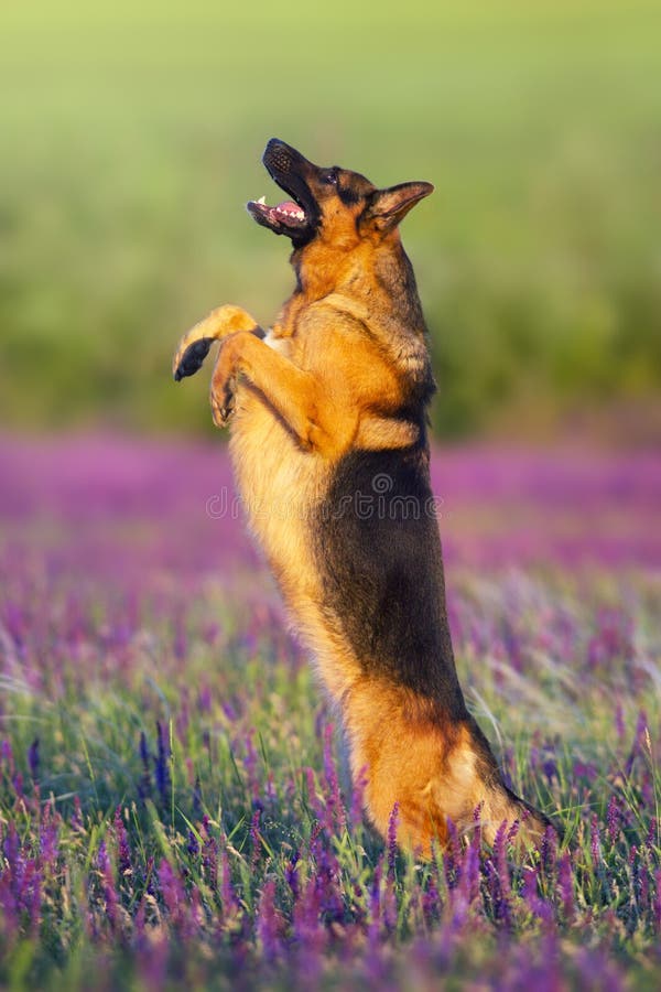 German Shepherd Jump in Violet Flowers Field Stock Image - Image of ...