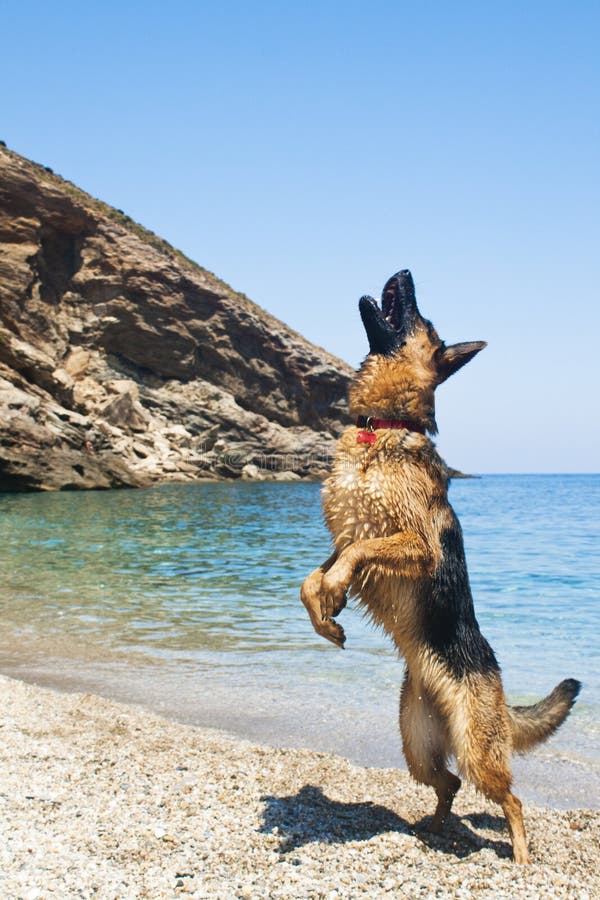 German Shepherd jumping stock image. Image of canine - 26408389
