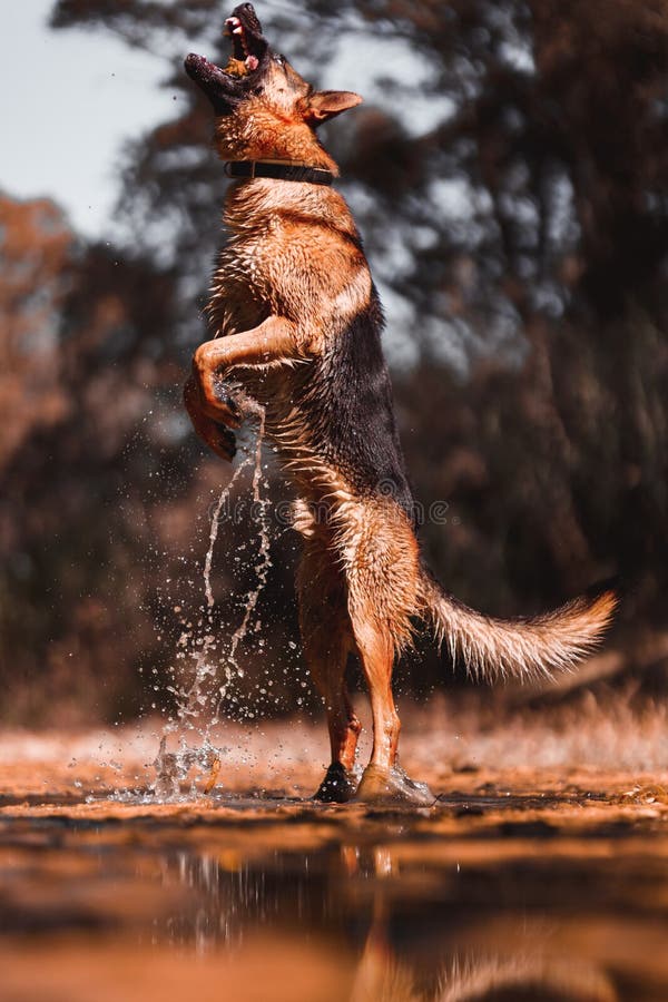 952 German Shepherd Jumping Photos - Free & Royalty-Free Stock Photos ...