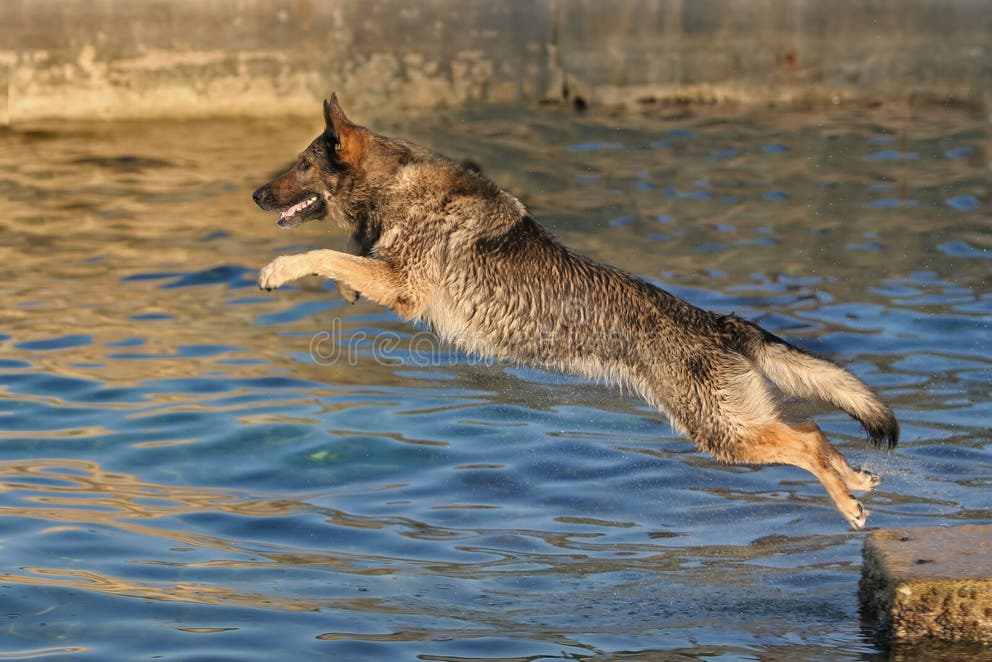 German Shepherd Jumping into Water Stock Photo - Image of german ...