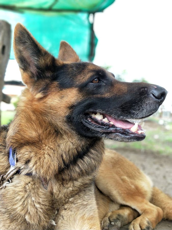 Dog stock photo. Image of pets, sideways, sideprofile - 119392410