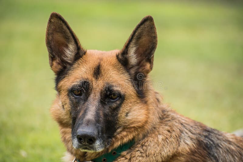 German Shepherd Lying on Freshly Cut Grass Stock Photo - Image of ...