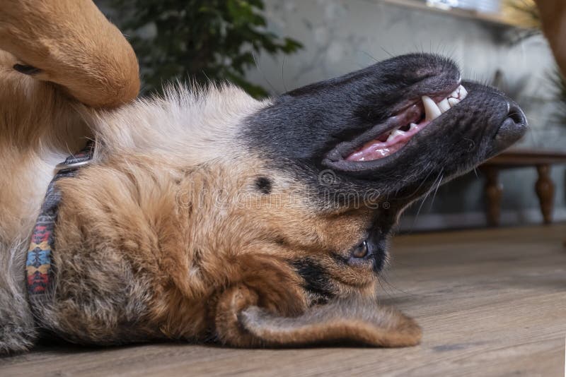 German Shepherd is Lying on His Back Viewed from the Side Stock Image ...