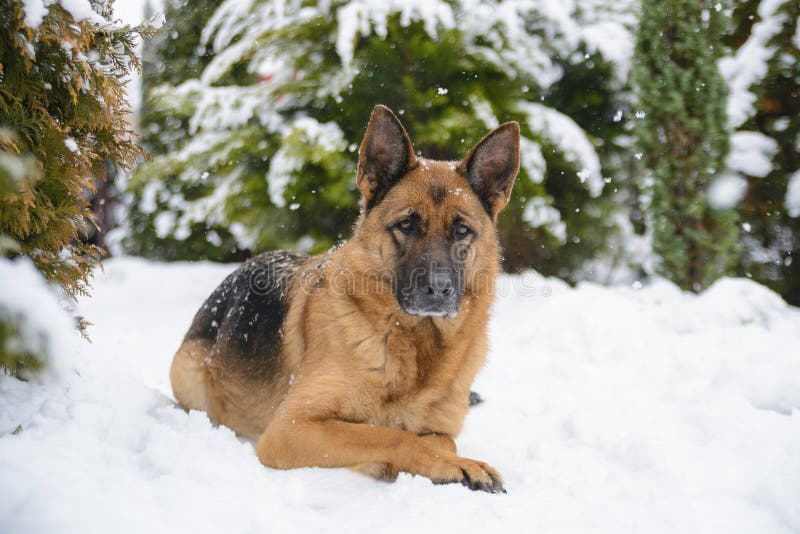 German Shepherd Lying on the Snow Stock Photo - Image of trees ...