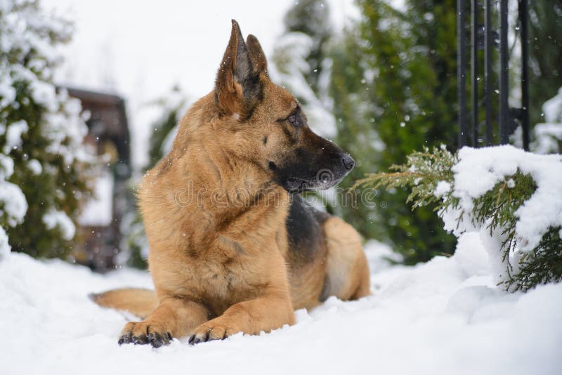 German Shepherd Lying on the Snow Stock Photo - Image of winter ...