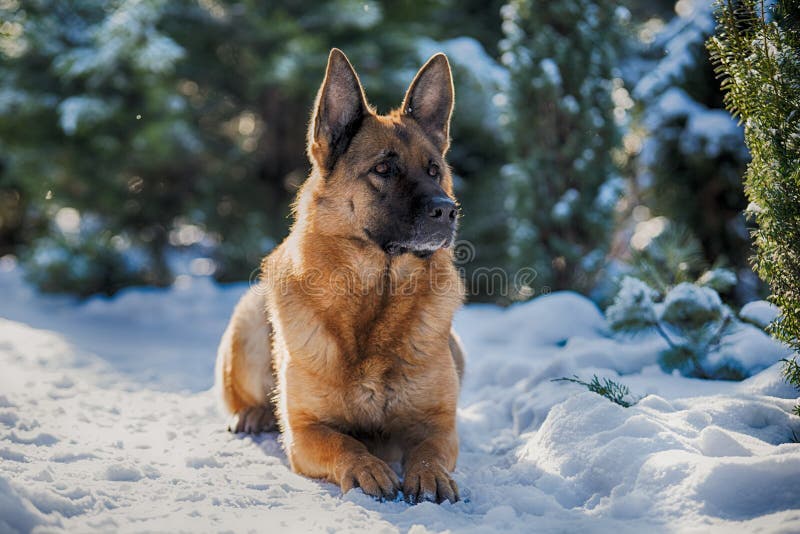 Snow German Shepherd Wallpaper