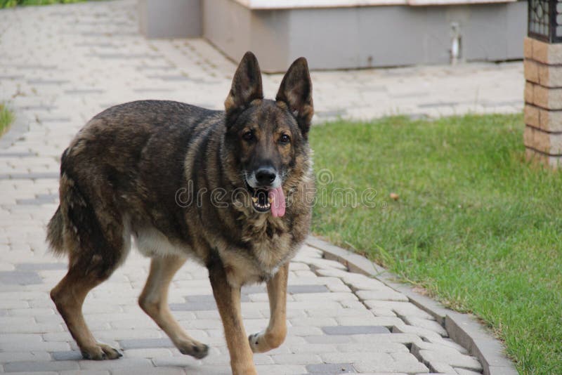 German Shepherd stock photo. Image of muzzle, snout - 105305738
