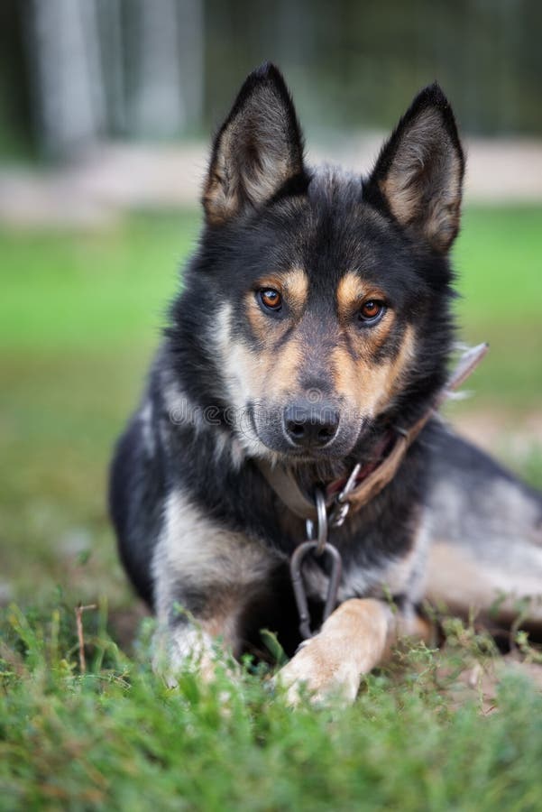 Shepherd Mix Dog Posing Outdoors Stock Photo - Image of companion ...