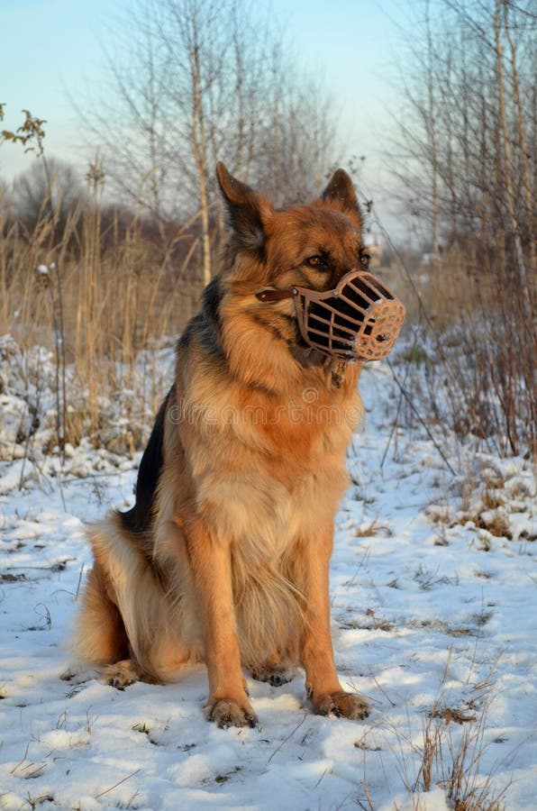 German Shepherd in muzzle stock photo. Image of attack - 48432014