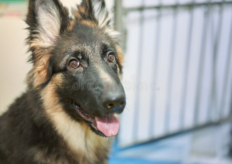 German Shepherd Dog Face with Allergic Rhinitis Dermatitis Skin Problem ...