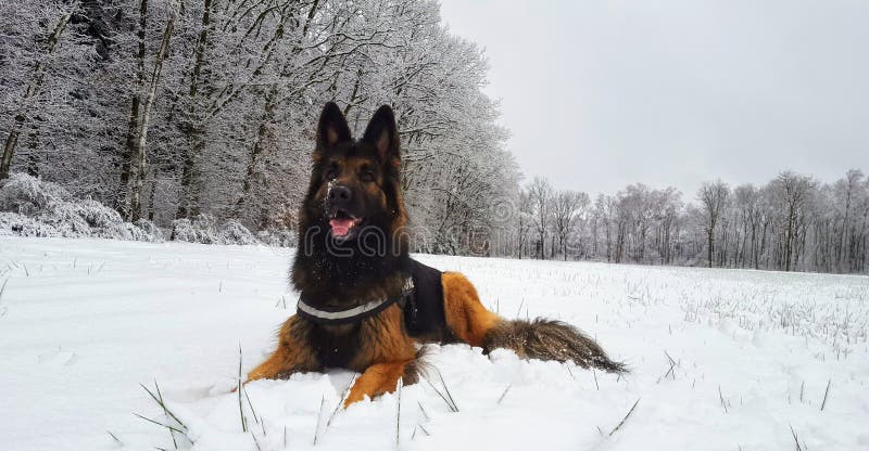 German Shepherd in the Snow Stock Image - Image of pedigree, animal ...