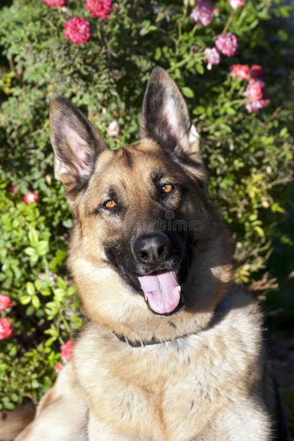 German Shepherd Outdoor Portrait Stock Image - Image of play, intense ...