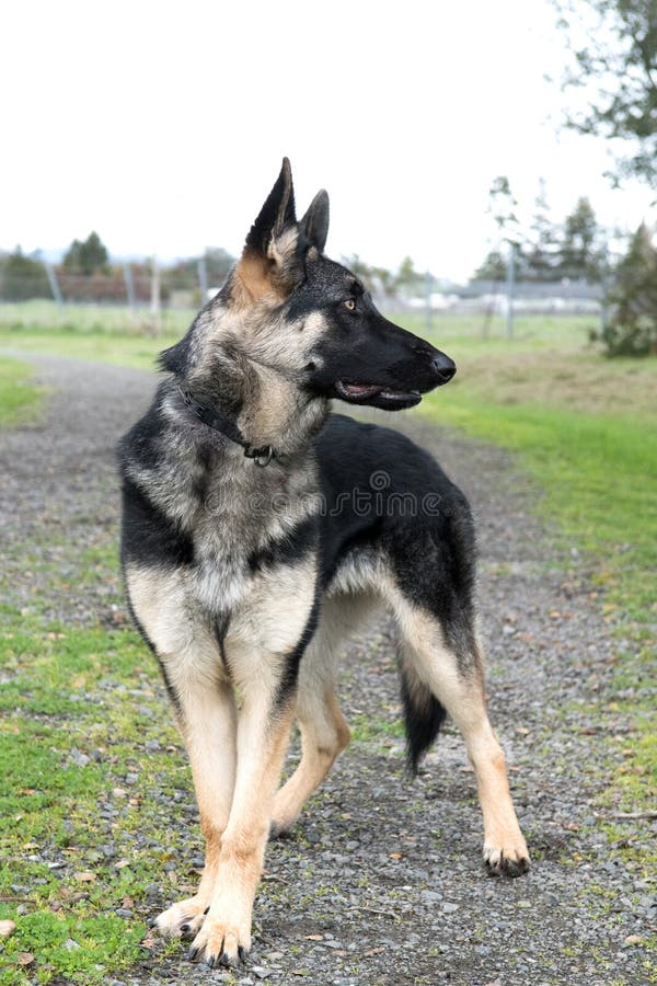 German Shepherd Outdoor Standing Looking at Sky Stock Photo - Image of ...