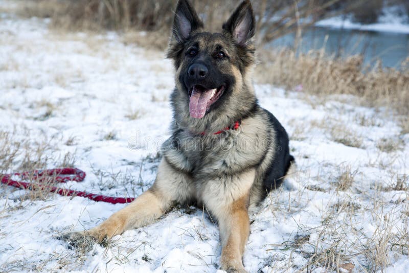 Beautiful German Shepherd in the Outdoor,Winter Time Stock Image ...