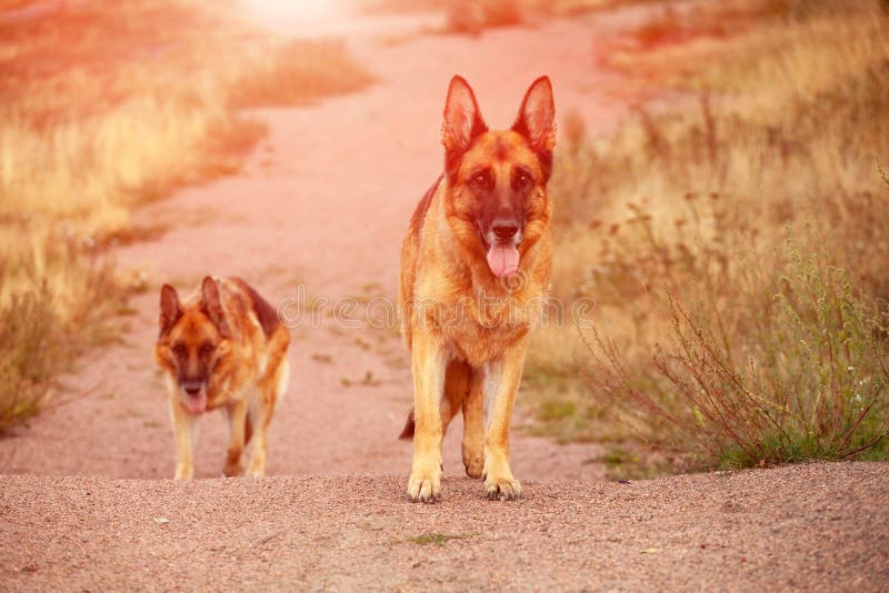 Beautiful German Shepherd Outdoors in Summer Stock Photo - Image of ...