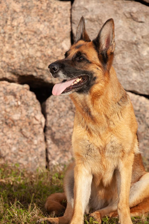 Beautiful German Shepherd Outdoors in Summer Stock Image - Image of ...