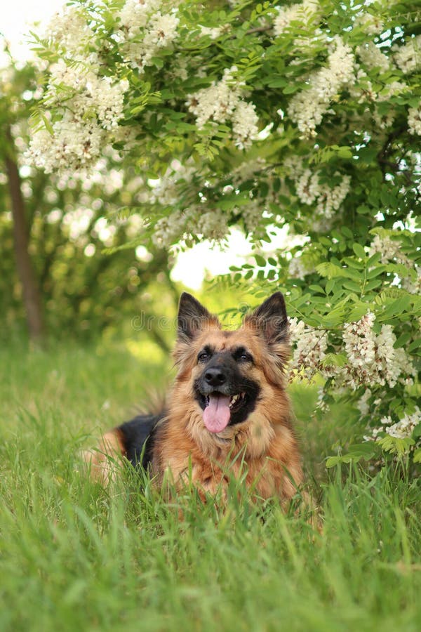 German Shepherd is in the Park at Sunset Stock Image - Image of animal ...