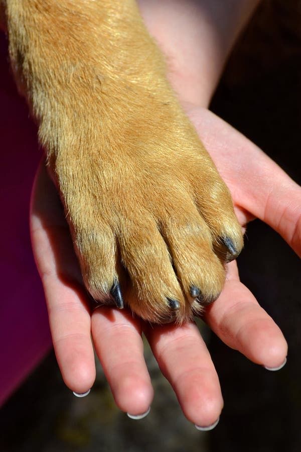 How Many Fingers Does A German Shepherd Have