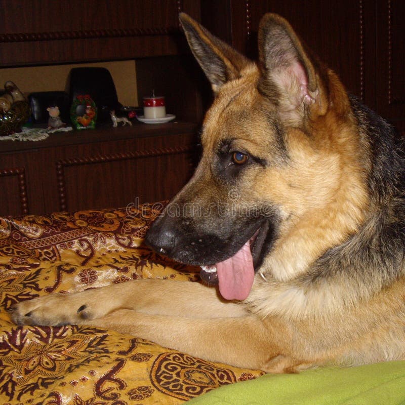 German Shepherd Photo, Pretty Dog Stock Photo - Image of shepherd ...