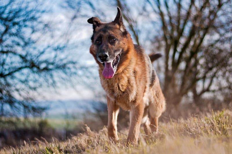 German shepherd stock photo. Image of furry, active, outside - 51985446