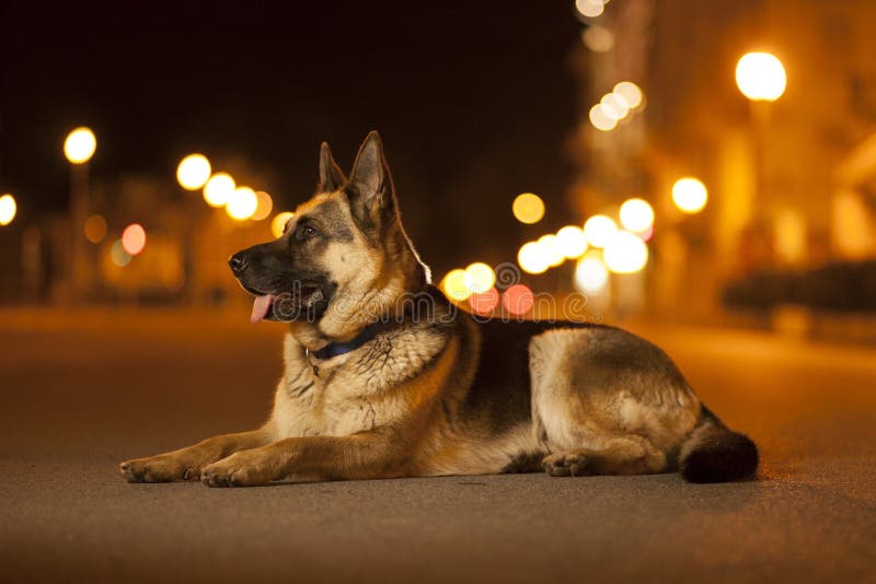 Night owl stock photo. Image of dreams, retro, evening - 47094078