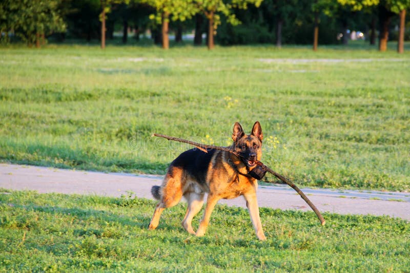German shepherd playing stock image. Image of portrait - 40862831