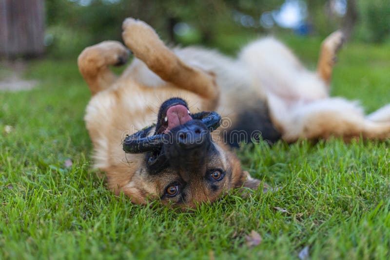 German Shepherd Playing on the Grass Stock Photo - Image of cheerful ...