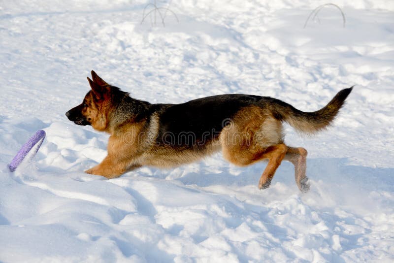 German Shepherd Playing in the Snow Stock Image - Image of happiness ...